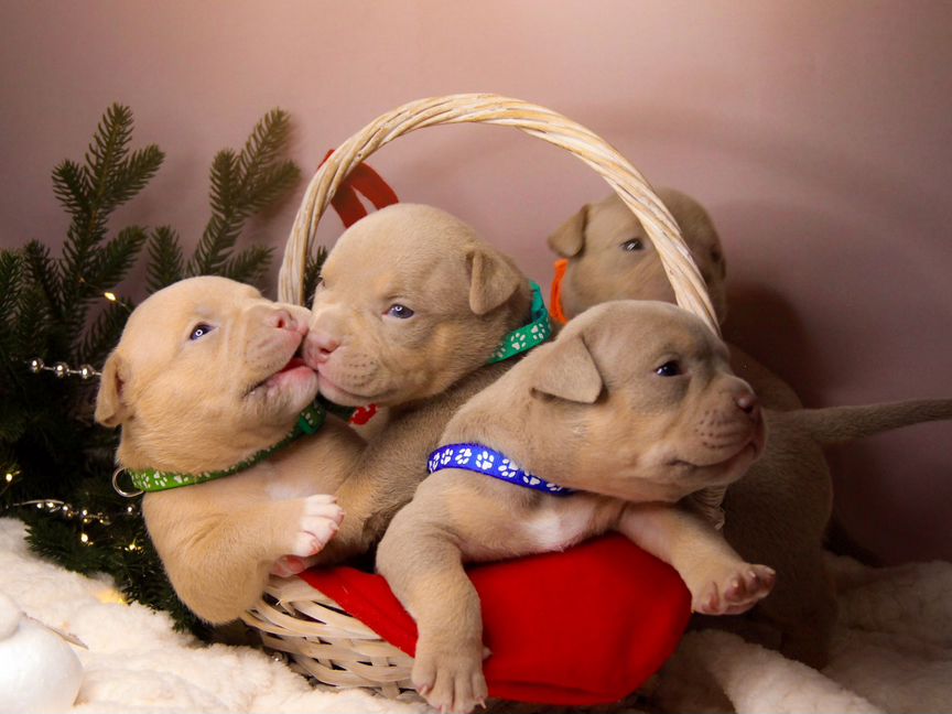 Породные малыши булли