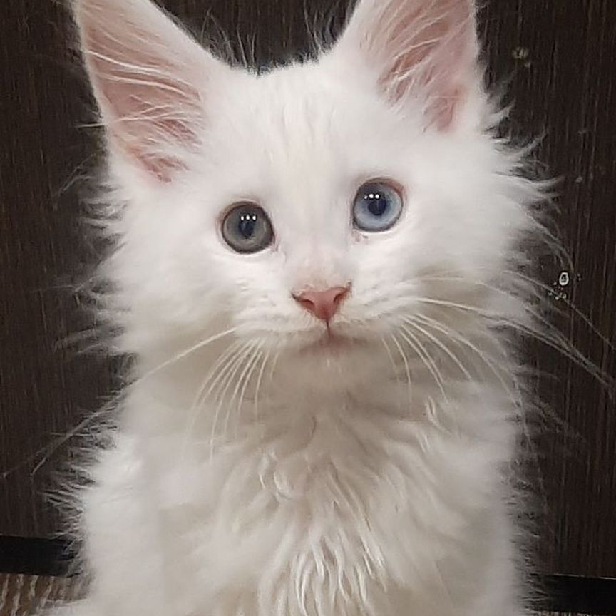 Котята мейн-кун