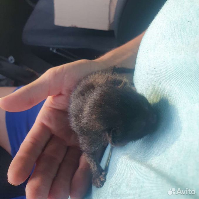 Найден маленький котёнок