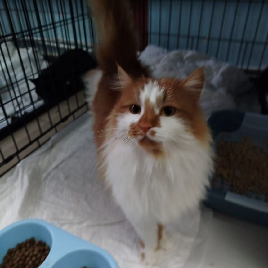 Взрослая, Девочка кошка в добрые руки