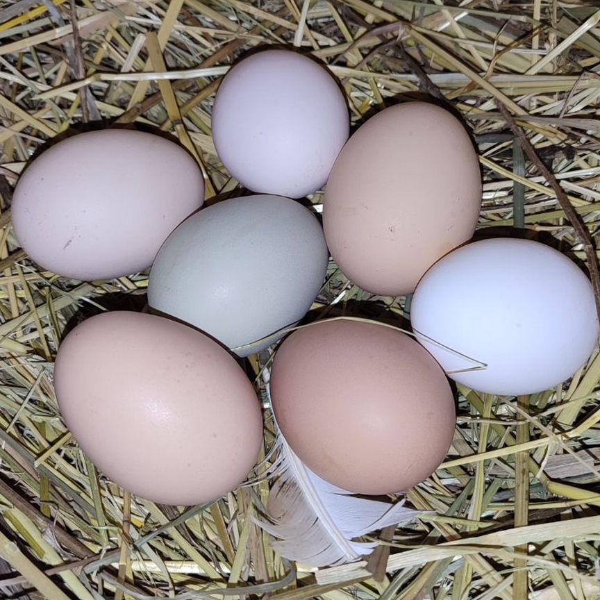 Инкубационное яйцо, цыплята