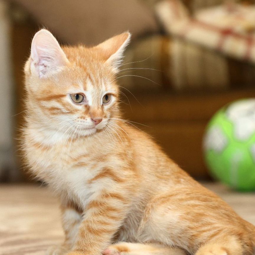 Отдам кота в добрые руки волгоград