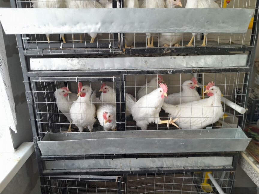 Петухи молодые