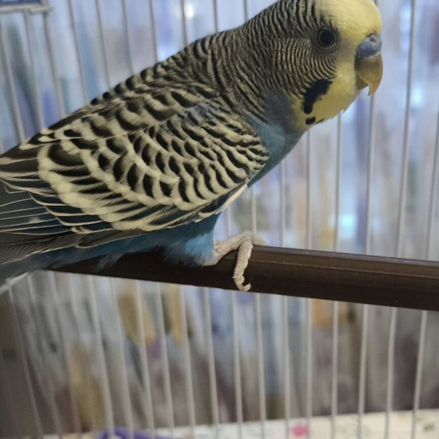 Волнистый попугай с клеткой