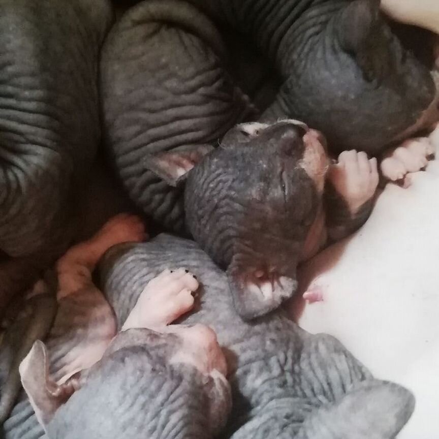 Котята сфинкс