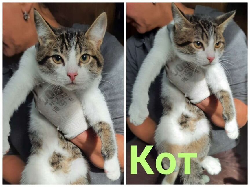 Котосемья ищет дом