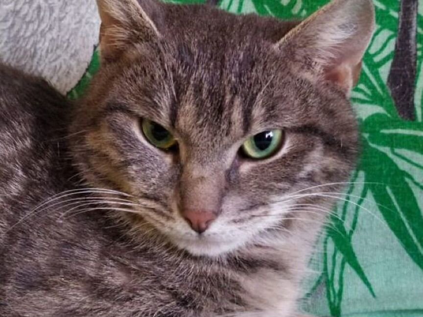 Котик в добрые руки