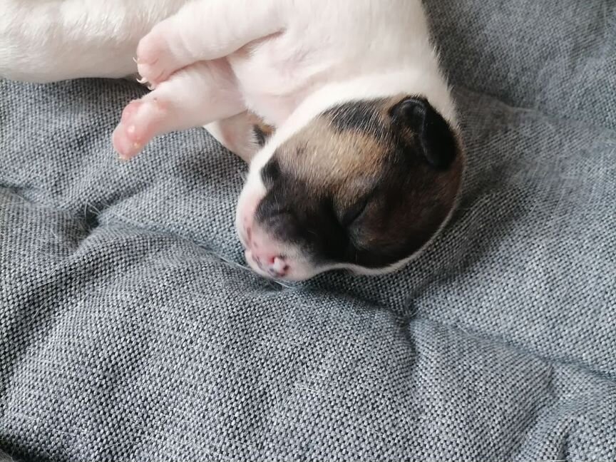 Джек Рассел Терьер