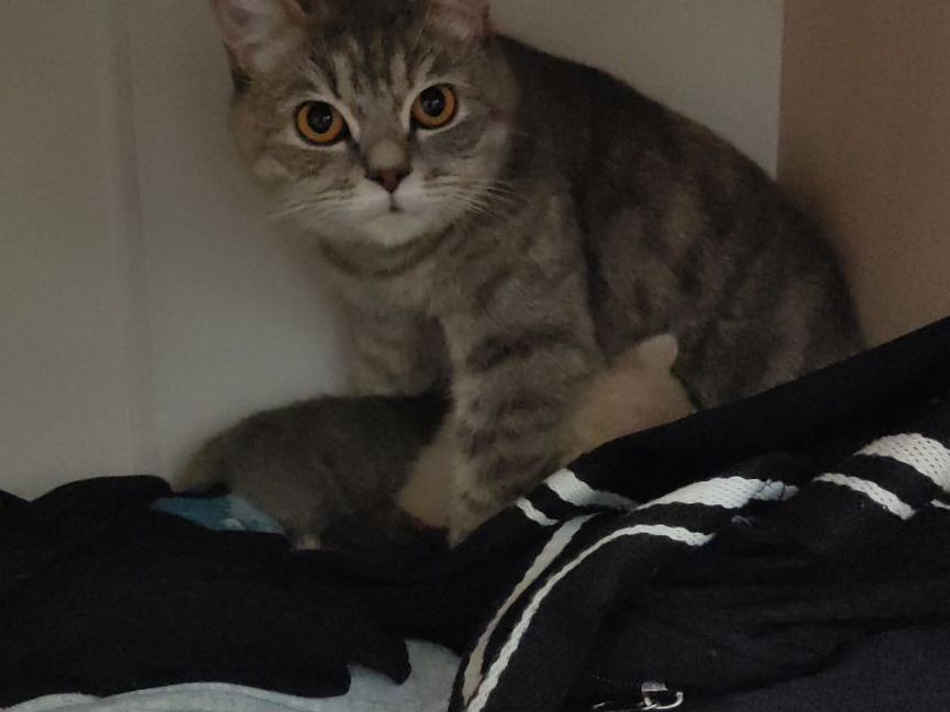 Кошка