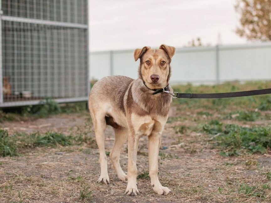 Щенок из приюта в добрые руки