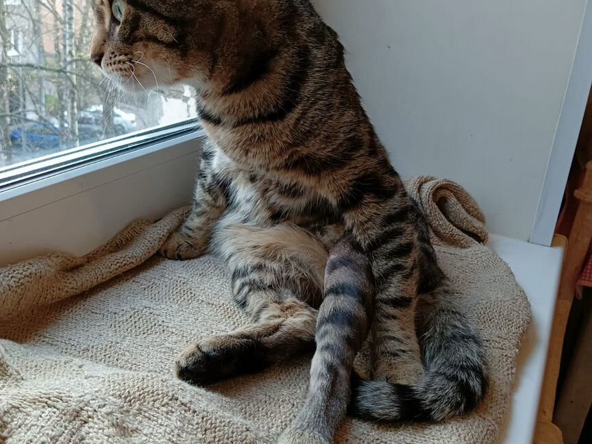 Котик с лапкой