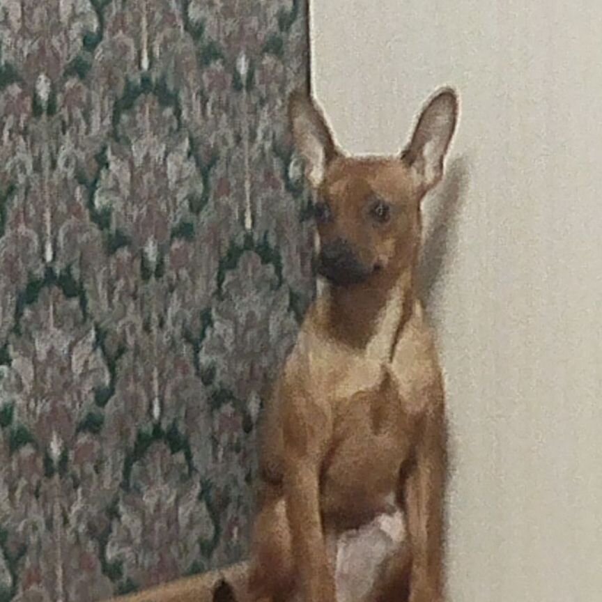 Щенок в добрые руки