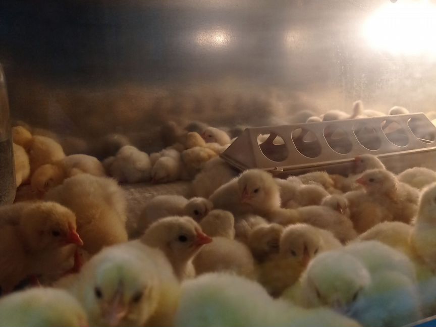 Бройлера Кобб700