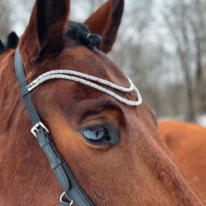 Налобник для лошади
