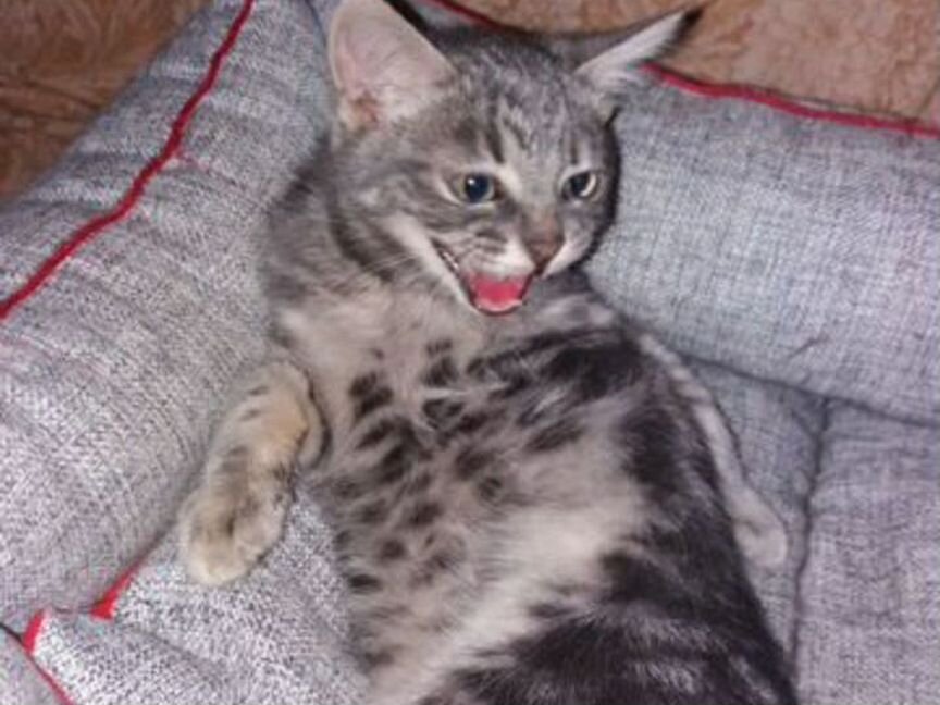 Кошки