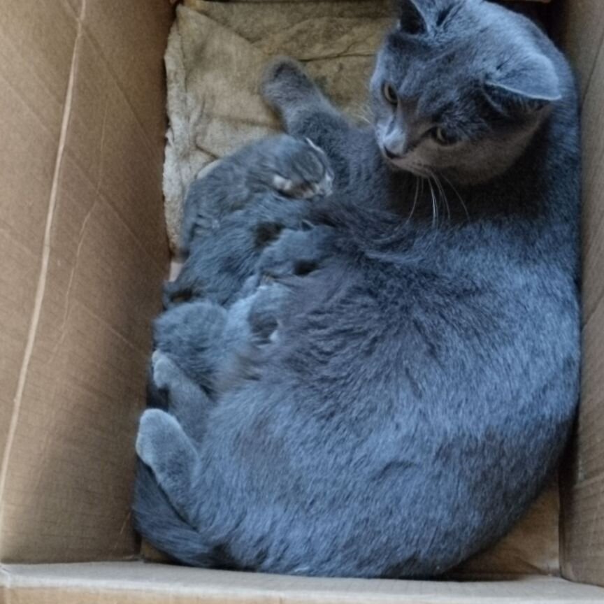 Отдадим котят