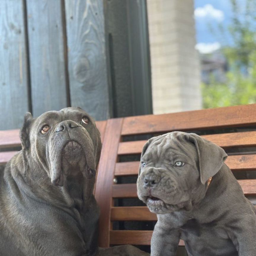 Кане Корсо мальчик чисто- серый