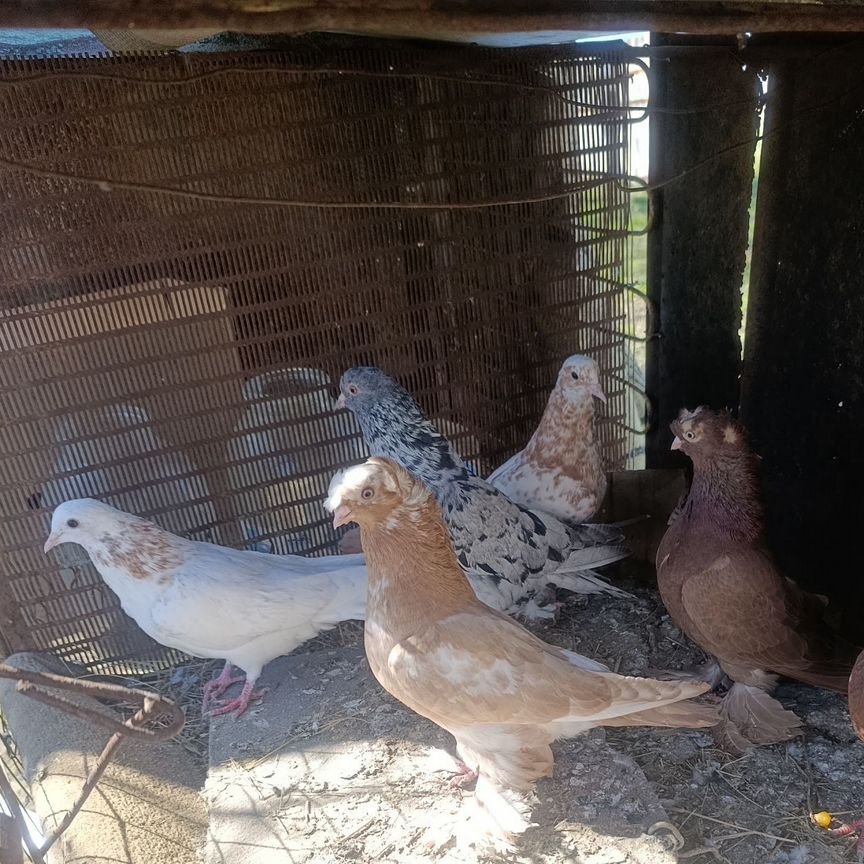 Продажа голубей