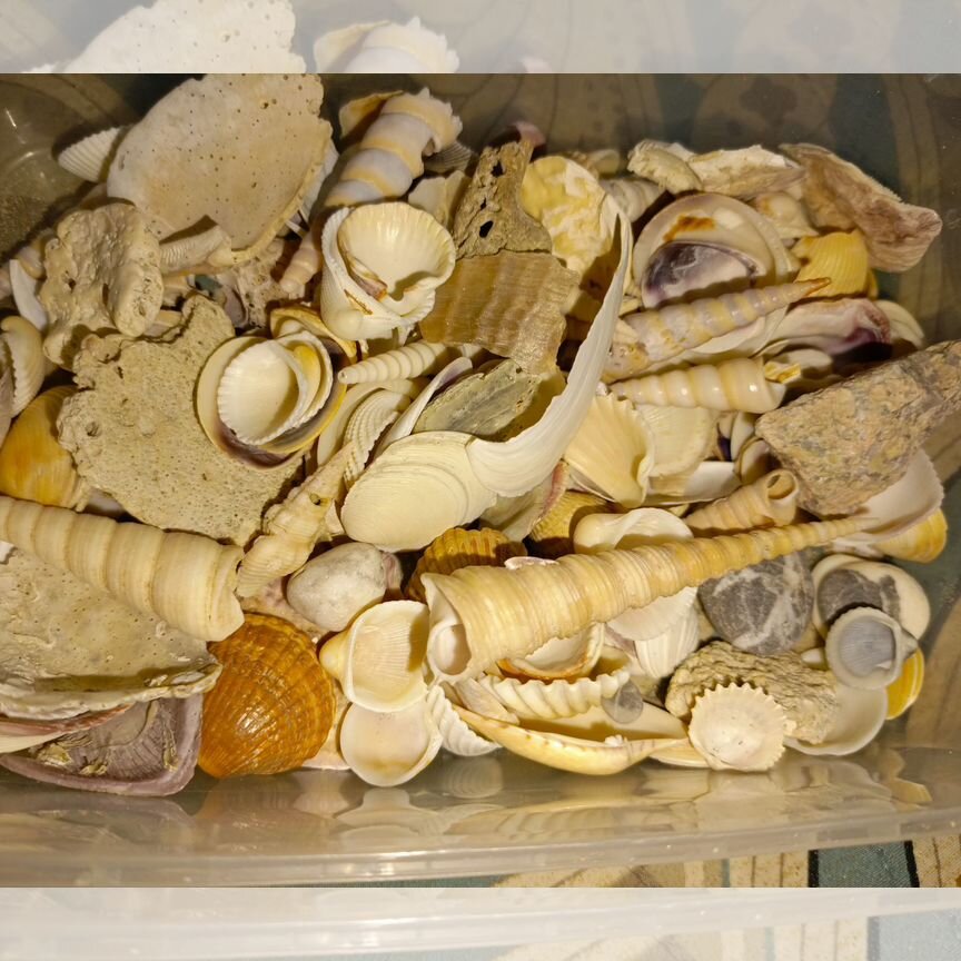 Морские ракушки раковины