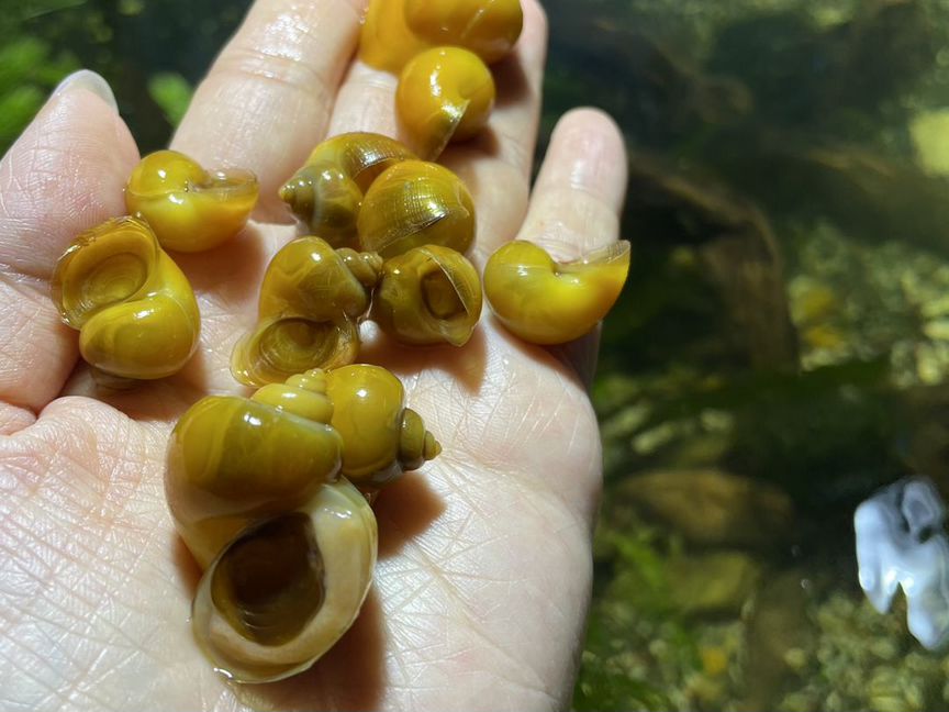 Улитки ампулярии желтые