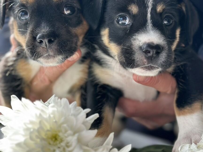 Собачки девочки