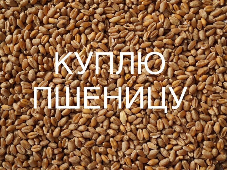 Пшеница