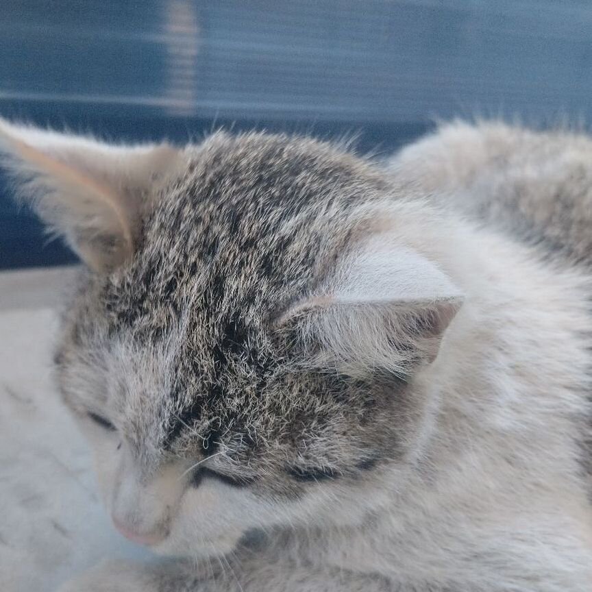 Отдам в добрые руки котенка