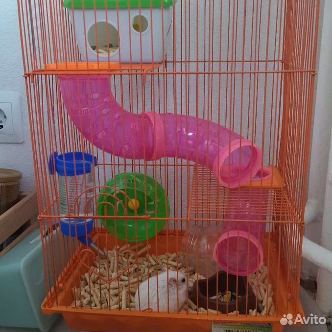 Хомячок джунгарик