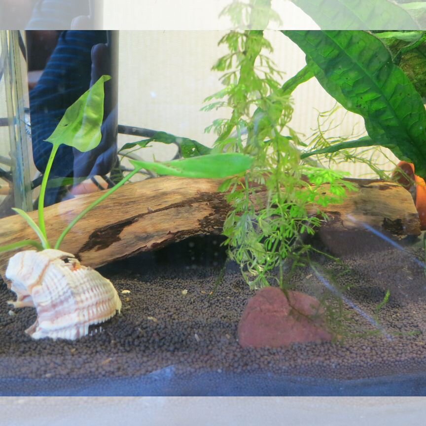 Коряга в аквариум