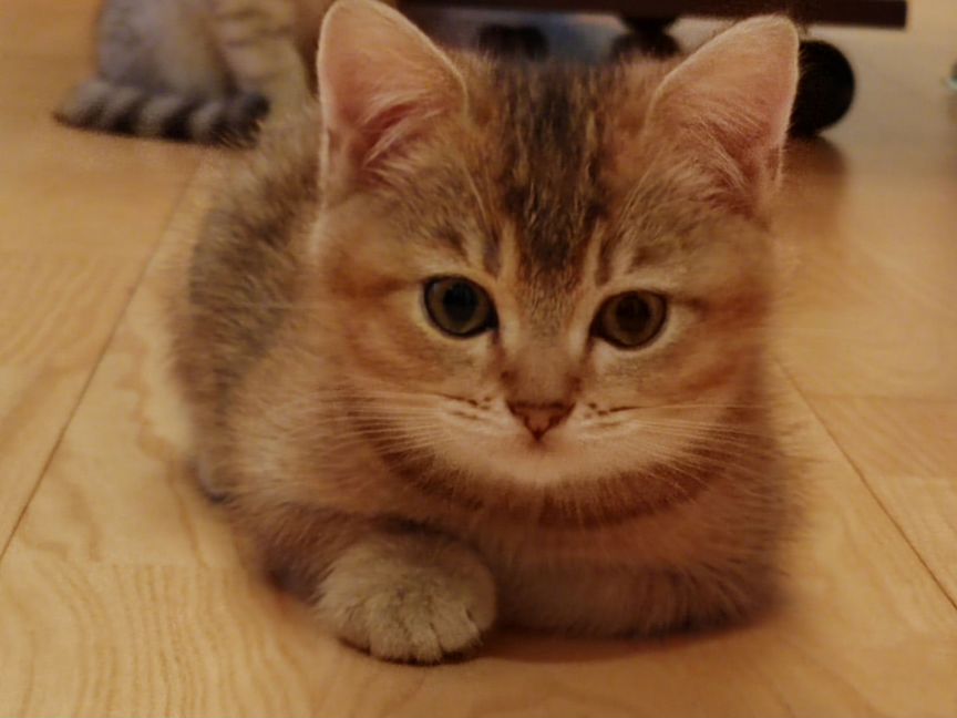 Шотландские котята два мальчика