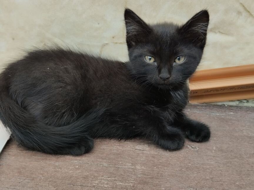 Котята отдам в добрые руки бесплатно