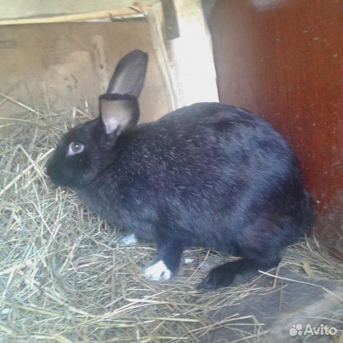Кролик покрытая, родит через неделю
