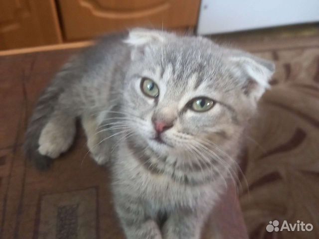 Кошка шатланка девочка 2 месяца