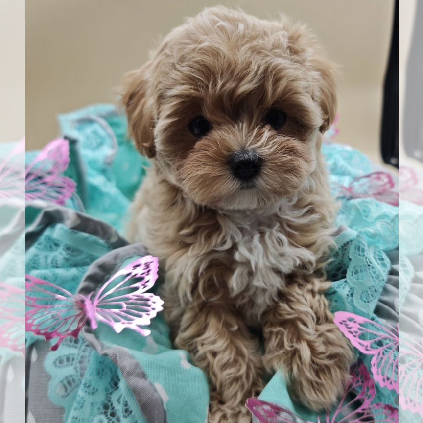 Мальтипу, щенок