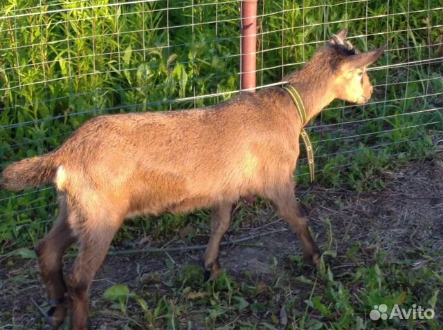 Козочка чешка