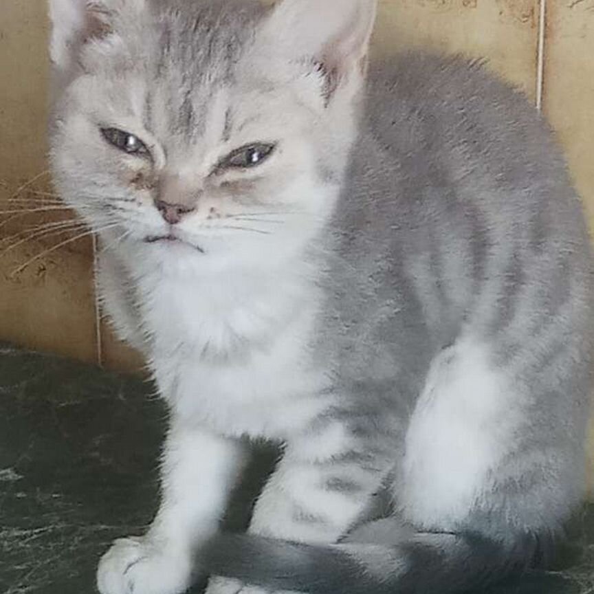 Шотландская прямоухая кошка