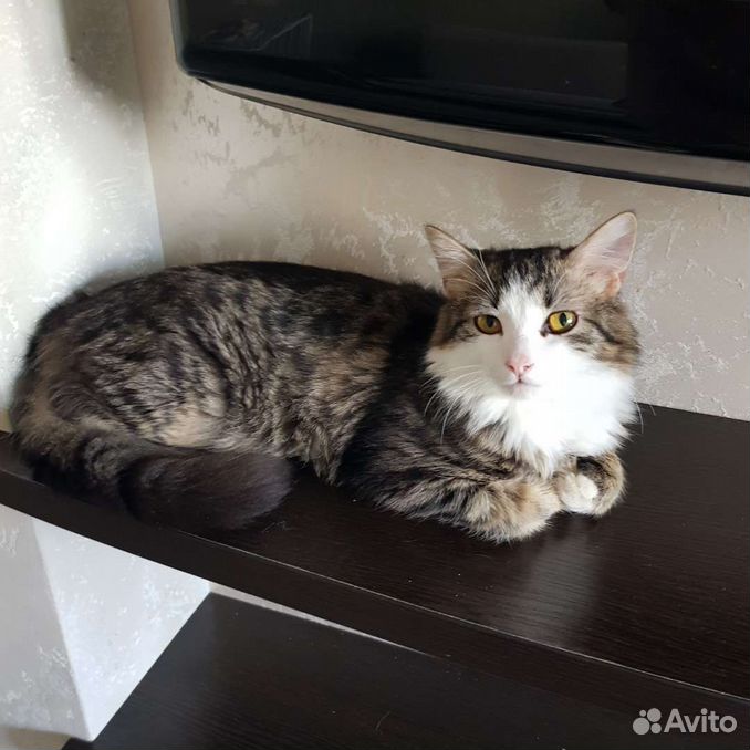 Котик подросток Пушок