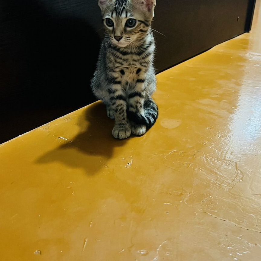 Котятки в добрые руки