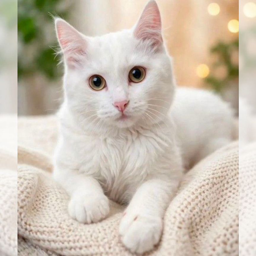 Взрослая, кошка в добрые руки