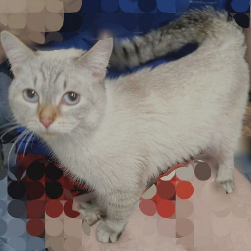 Тайский котёнок