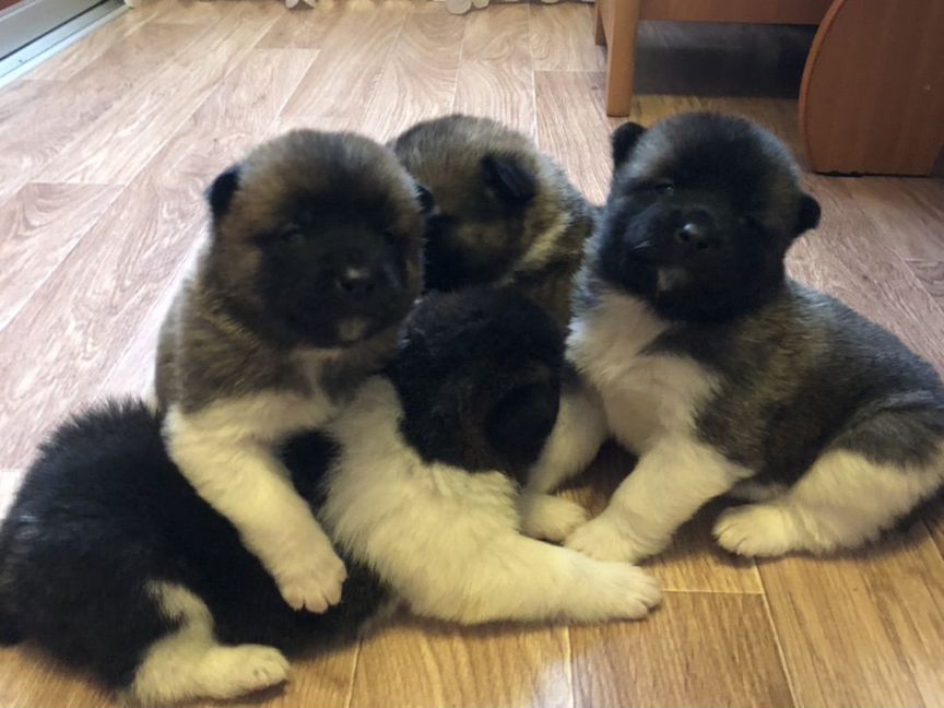 Щенки американской акиты