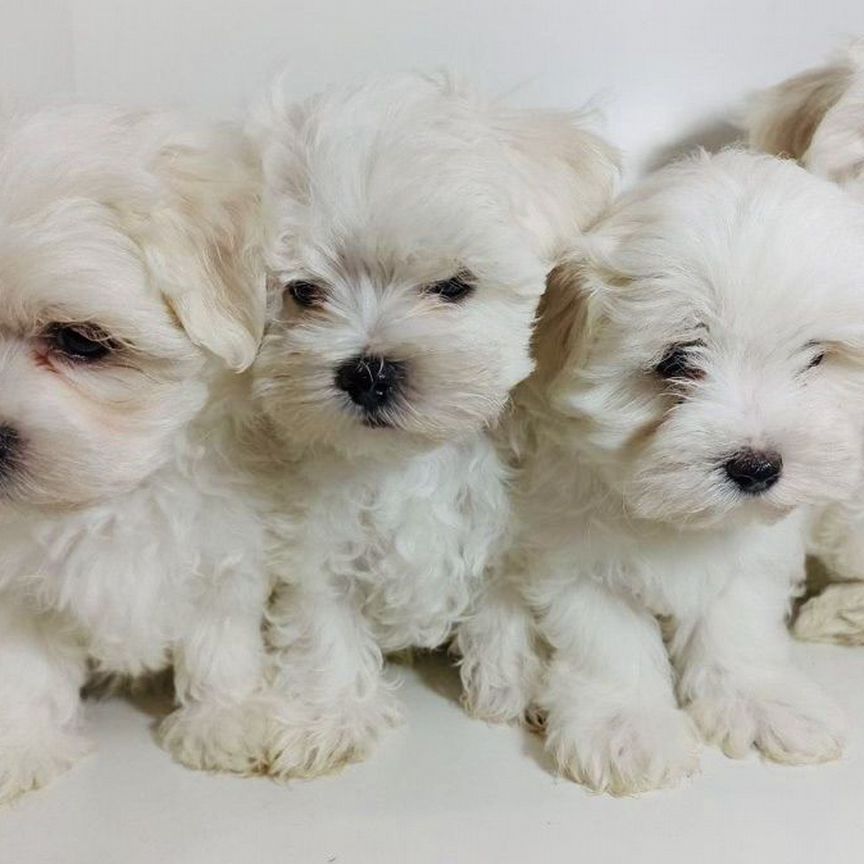 Мальтийская болонка, щенок