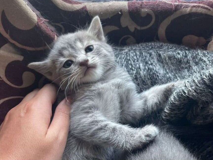 Шотландские котята,цена договорная