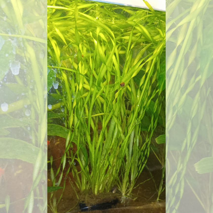 Валиснерия спиральная