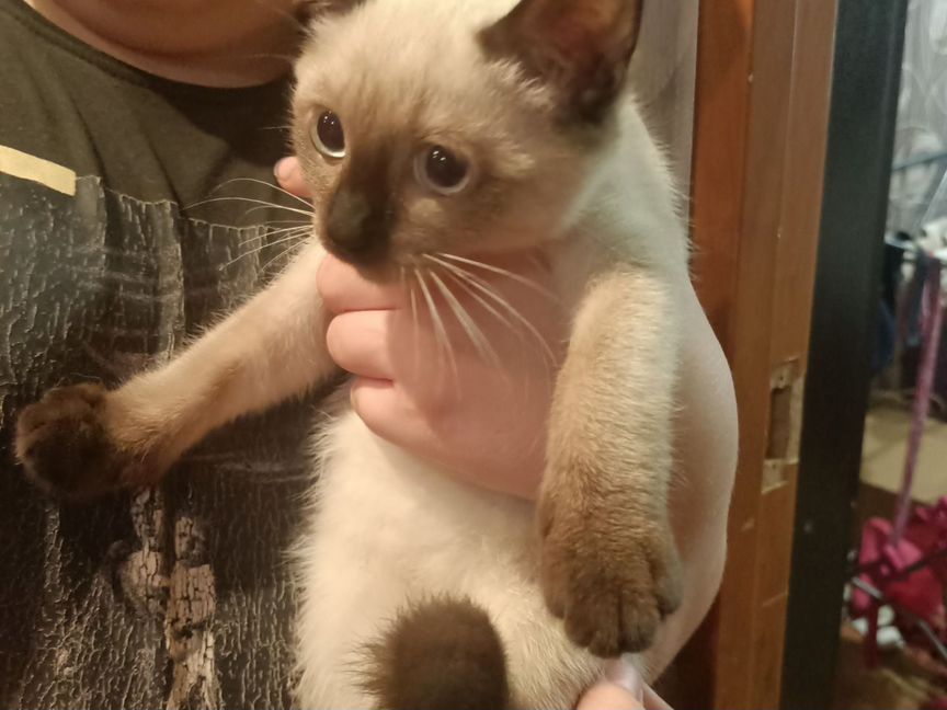 Британские котята