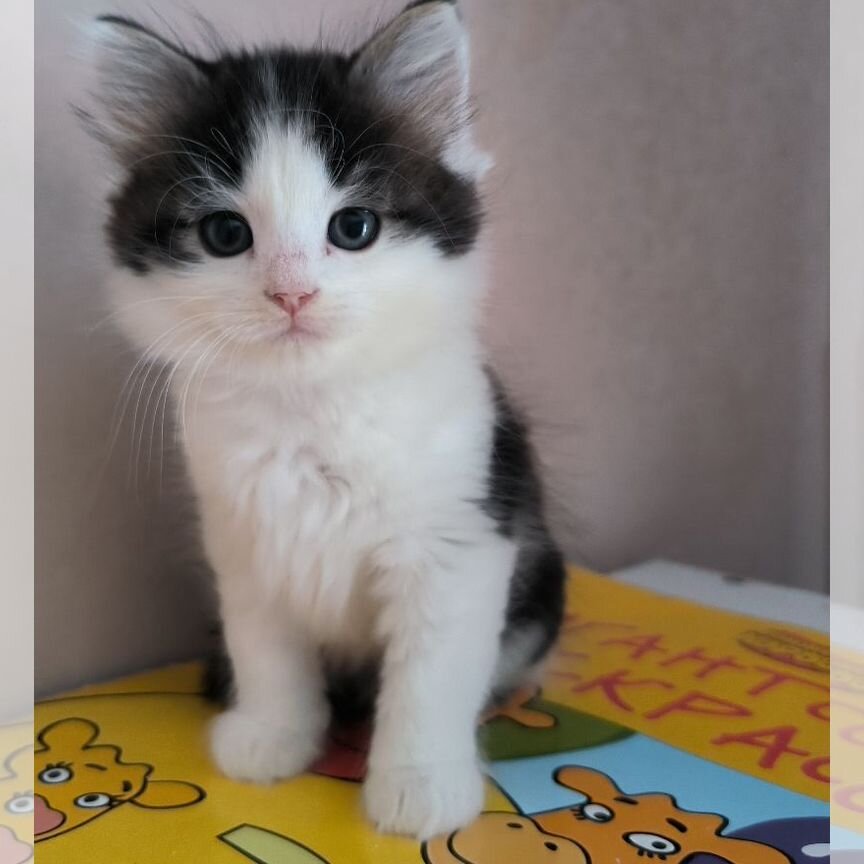 Сибирский котёнок