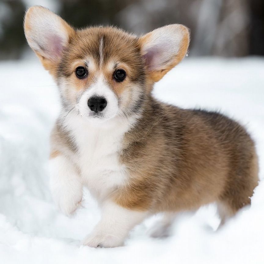 Вельш Корги Пемброк, щенок