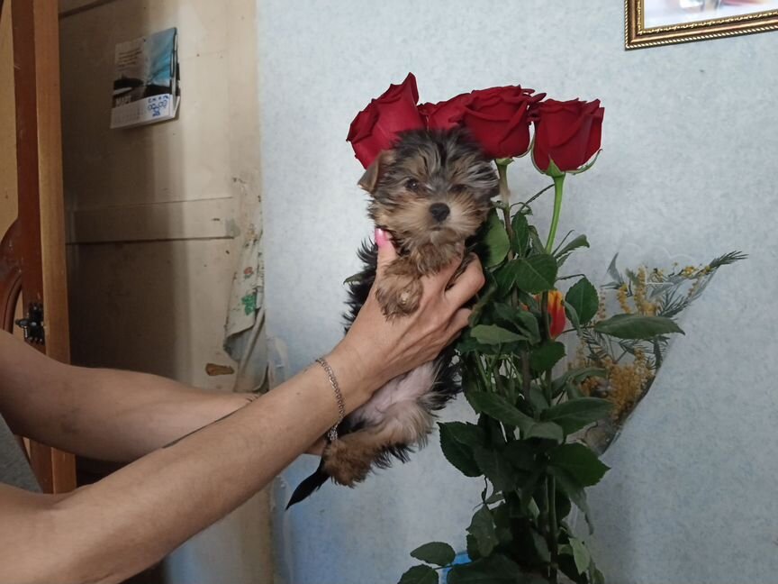 Мальчик Йоркширского терьера