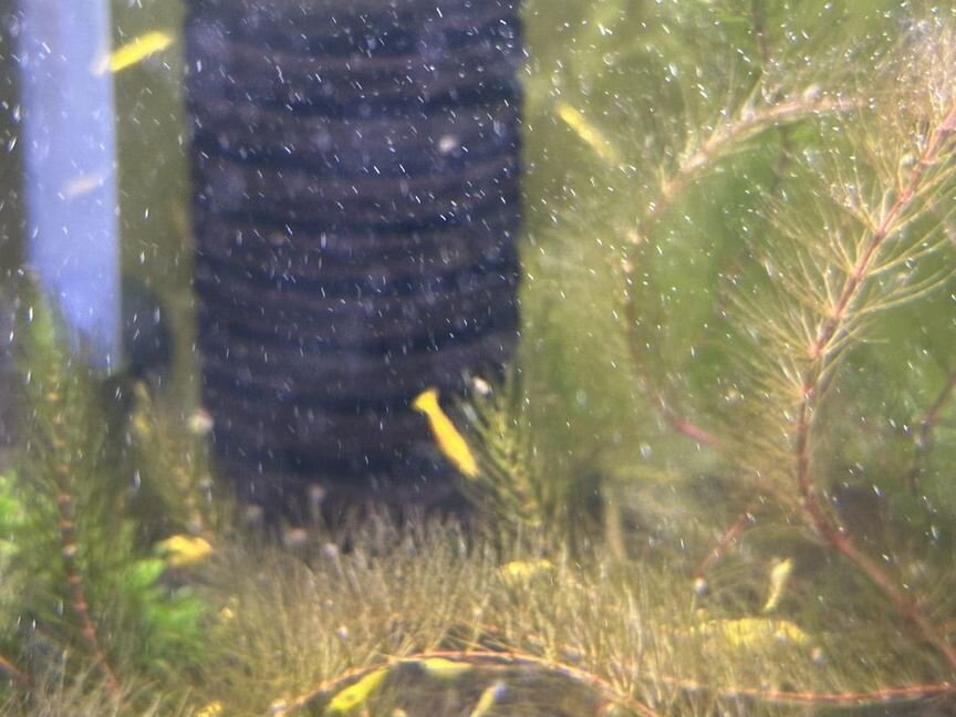 Продам креветок Неокардины желтые и буцефаландра