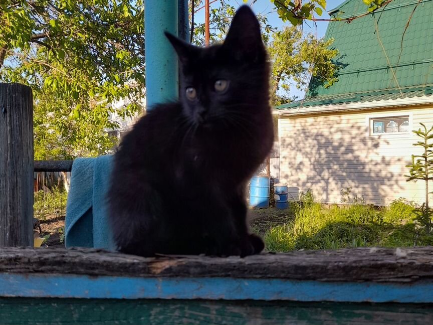 Чёрный котенок Бэтман